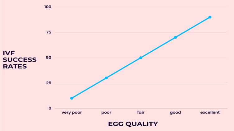 IVF Egg Quality: Grading, Selection & Implantation