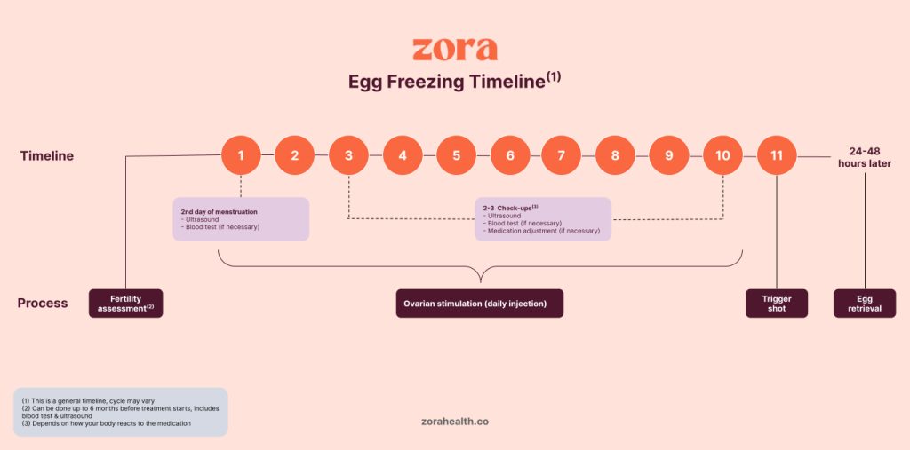 Egg Freezing: All You Need To Know | Zora Health
